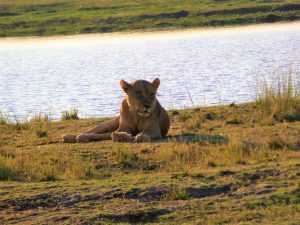 The Best Botswana National Parks and Safari Game Reserves