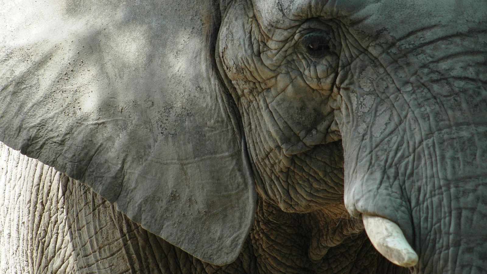 10 Wild Animals That Are Just Too Wholesome for This World - Africa ...
