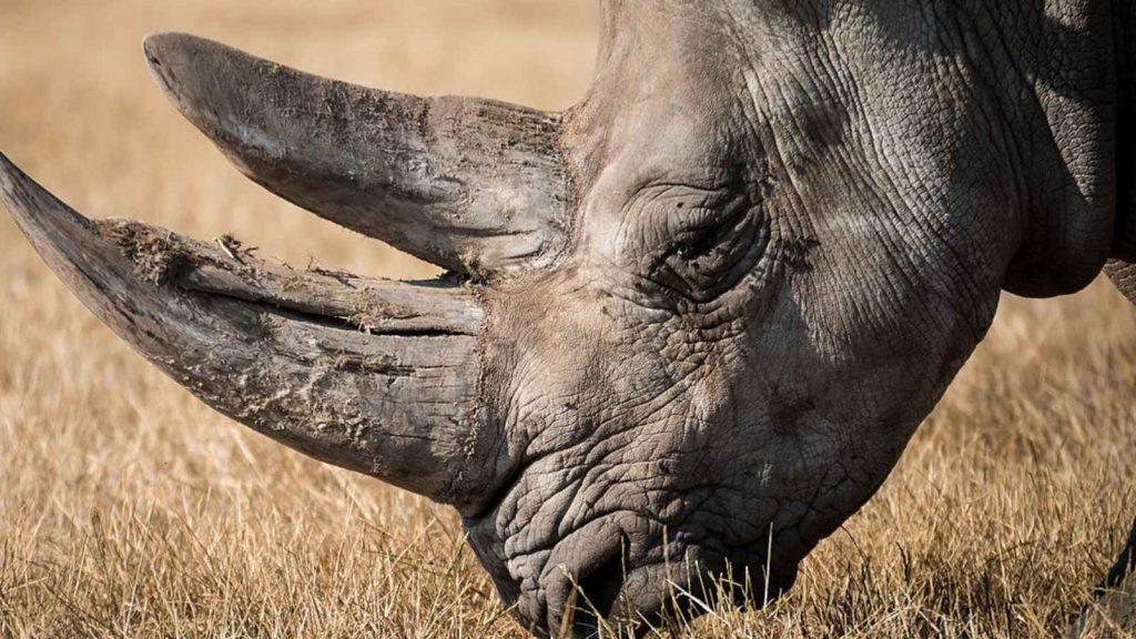 17 Extraordinary Animals We’ll Never Get to See Again - Africa Wanderlust