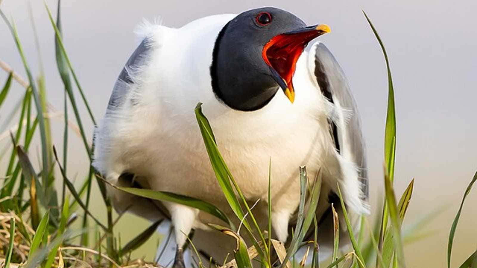19 Unique Animals That Start With the Letter ‘X’ - Africa Wanderlust