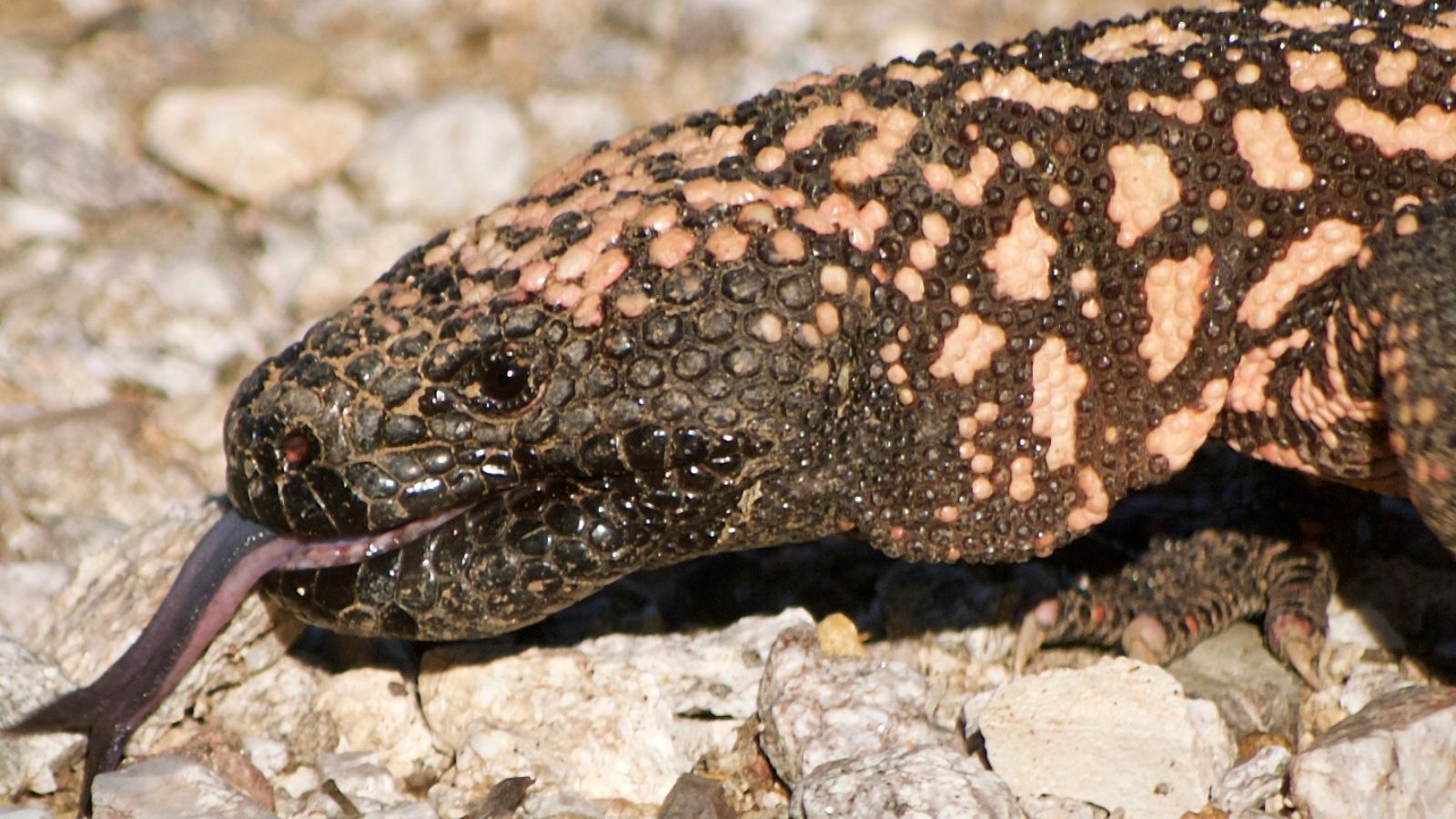 The 12 U.S. States Where Nature’s Deadliest Creatures Lurk! - Africa ...