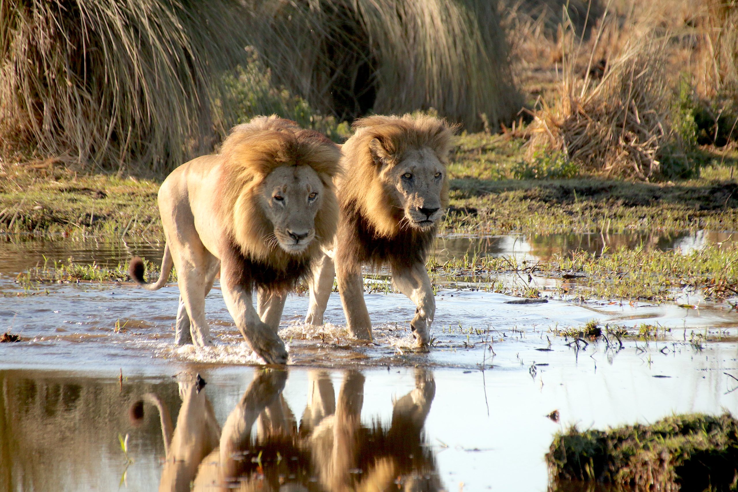 10 Safari Parks Perfect for Seeing Lions Up Close - Africa Wanderlust