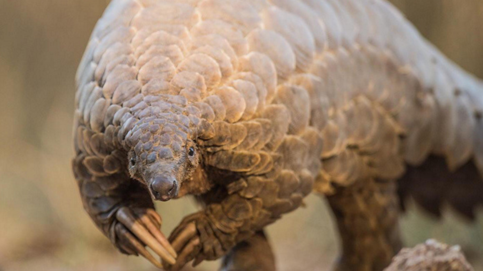10 Elusive and Exotic Animals You’ll Likely Never See in the Wild ...