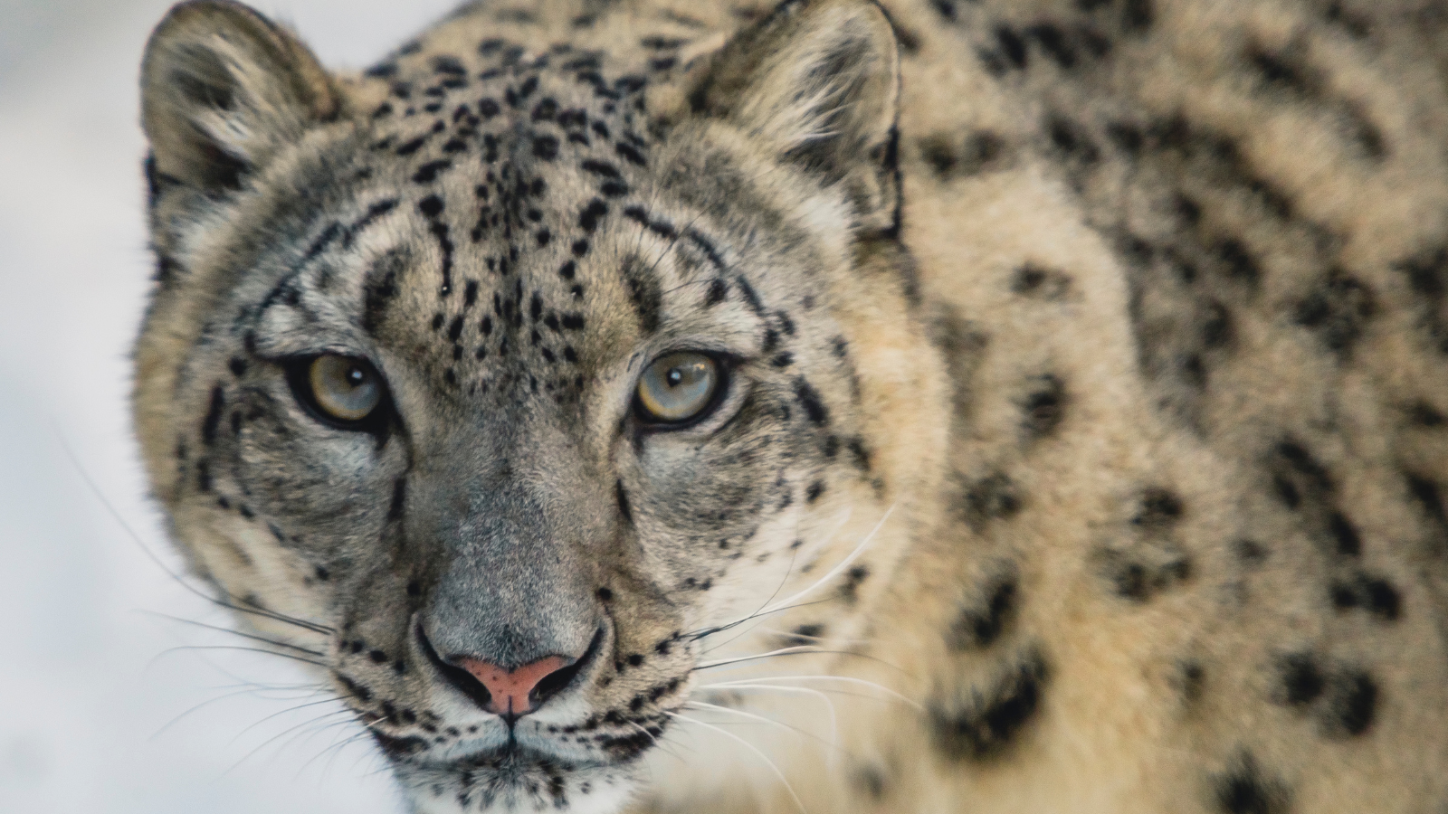 15 Incredibly Rare Mammals You’ve Probably Never Seen and Where to Find ...