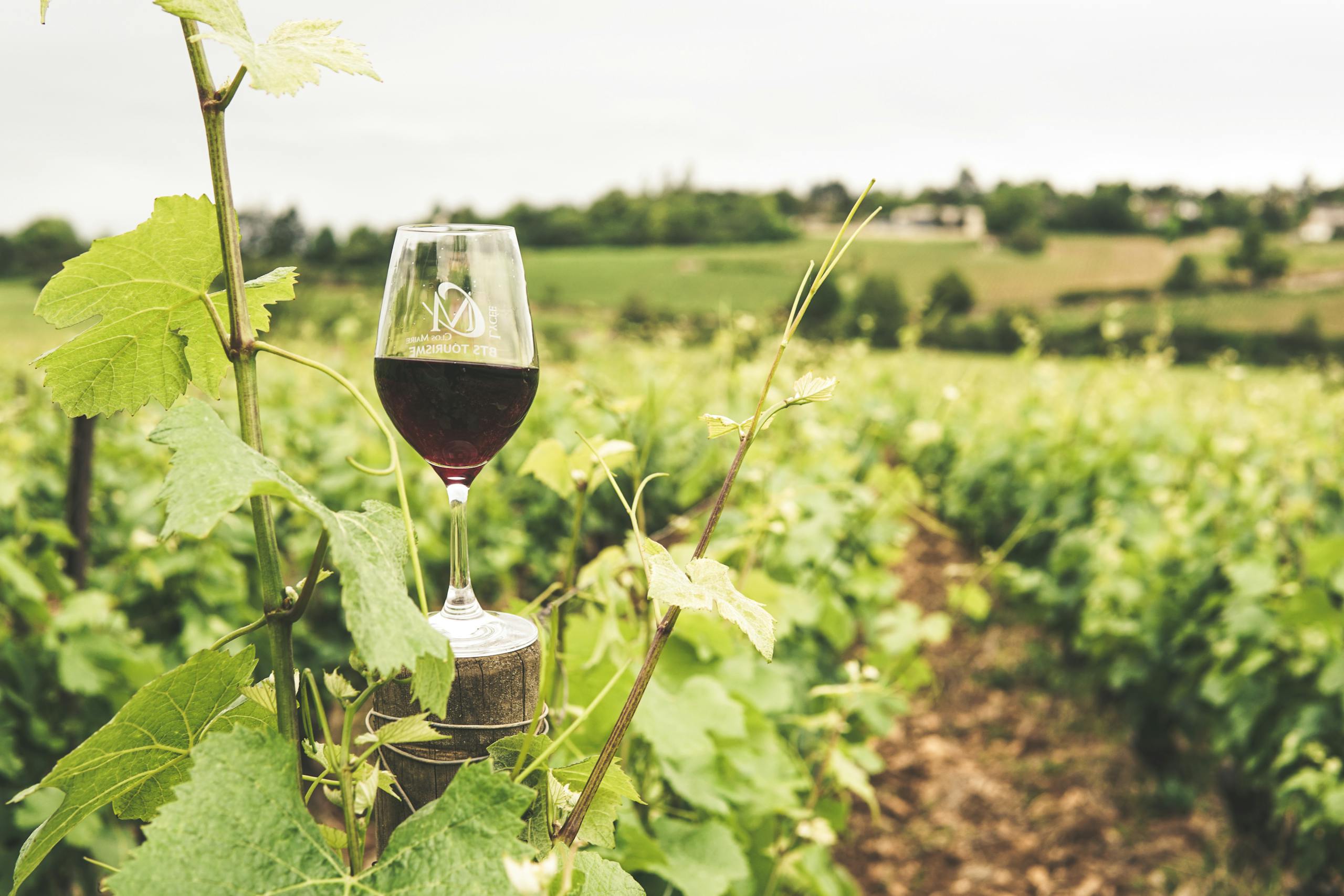 12 Wine Cities in the U.S. That Aren't Napa or Sonoma - Africa Wanderlust