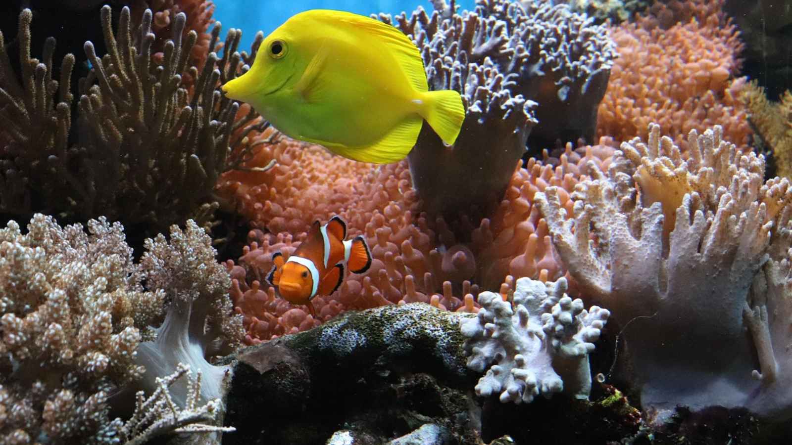 These Are the 17 Most Colorful Coral Reefs on Earth - Africa Wanderlust